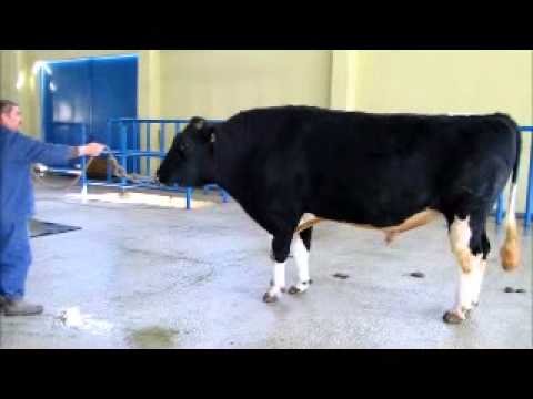 oguzhan lalahan video.wmv