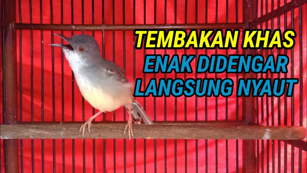 ciblek semi gacor, cengkok khas ciblek semi paling mantap bikin ciblek ...