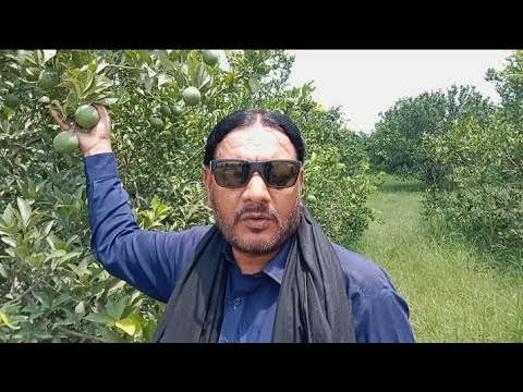 Shakri Malta😋🍊.#best #friut #farming #trend #ttspk #villagelife # ...