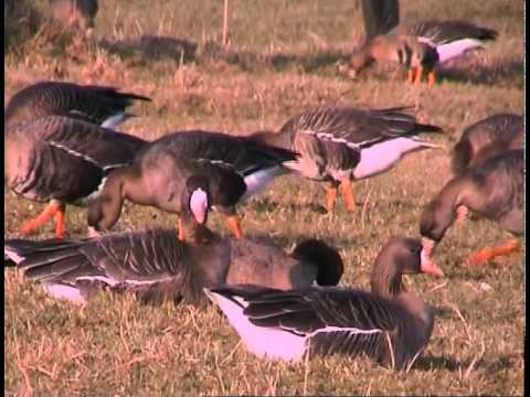 De kolgans - YouTube