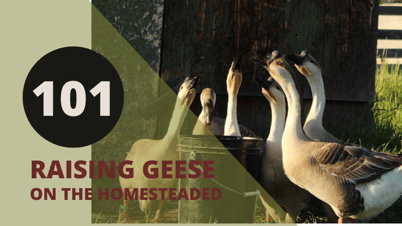 Why We Raise Geese on the Homestead - YouTube