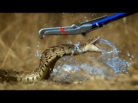 Puff Adder Attack in Slow Motion | Deadly 60 Series 3 | BBC Earth