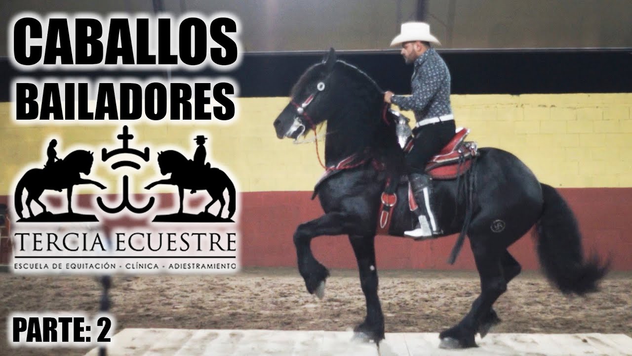 🏆 CONCURSO DE CABALLOS BAILADORES | TERCIA ECUESTRE [Parte 2] - YouTube