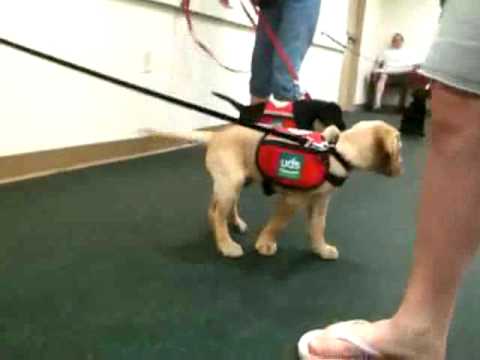 Puppies Trained To Be UDS Service Dogs - YouTube