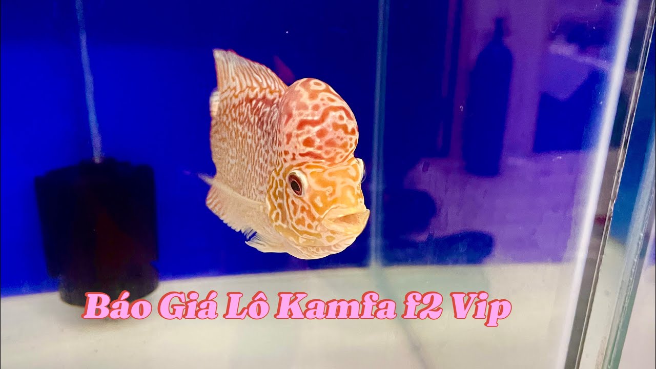 Lô Kamfa f2 GB Đẹp Vip Ngày 19/3/2025 Zép Lào 0985838624 - YouTube