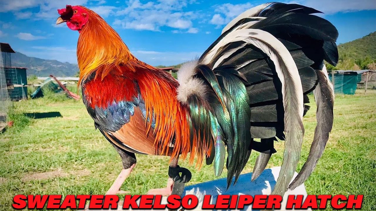 Sweater Bull Kelso Cardenal Leiper Hatch MEZQUITE FARM Beautiful Birds ...