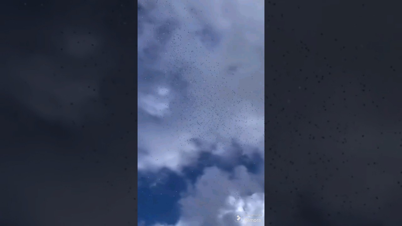 IDF drops evacuation leaflets over Rafah - which holds nearly one ...