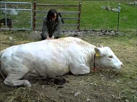 Scratching a cow's back - YouTube
