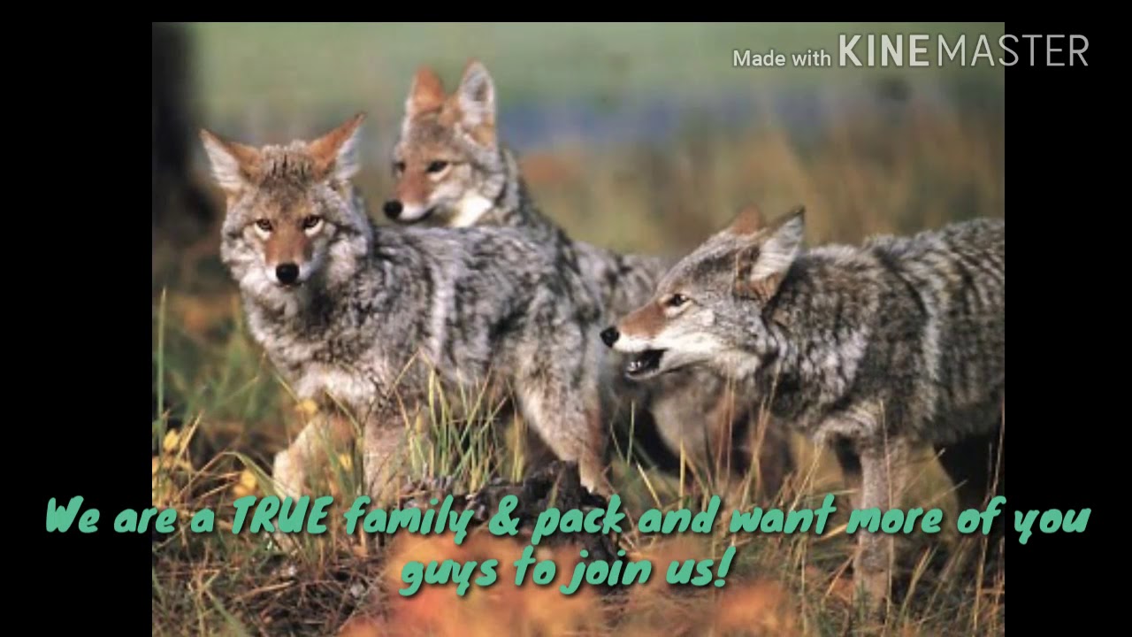 REAL WereCoyote Pack - YouTube