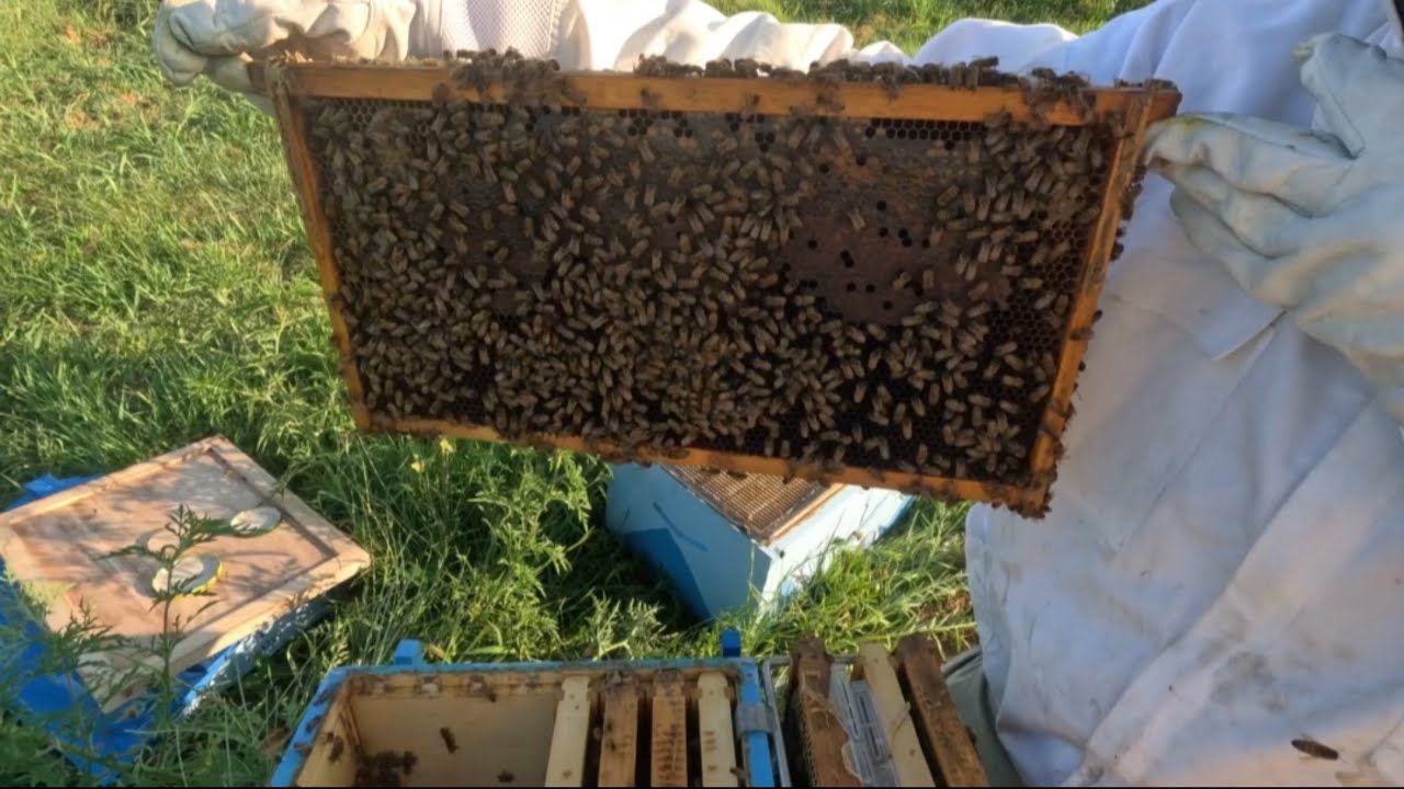 Checking the Honeybee Hive episode 69 - YouTube