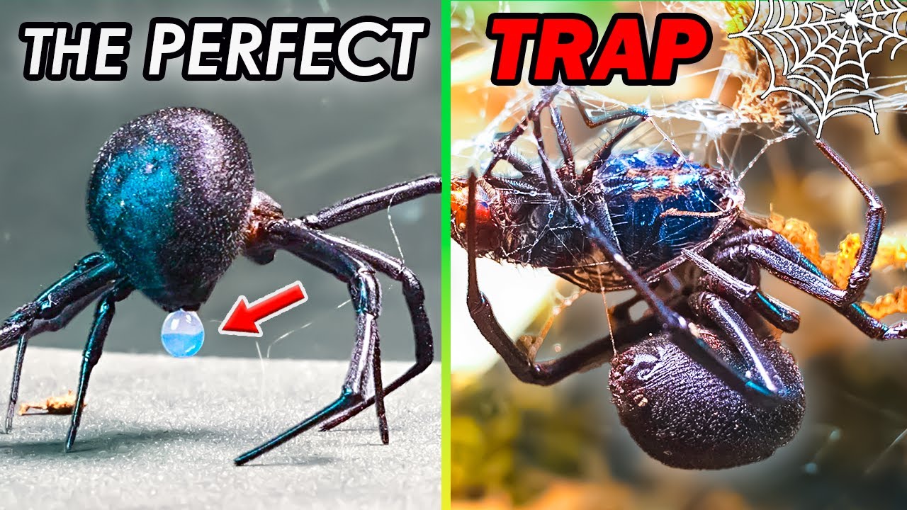 BLACK WIDOW UNLEASHED: Extreme Skills & Secrets of the Most FEARED ...