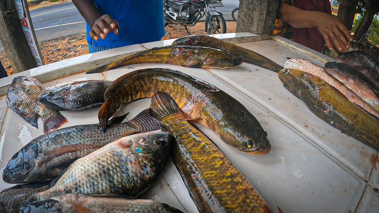 Wow !! Terrible Snakehead & Tilapia Fast Cutting Skills Muslim Fish ...
