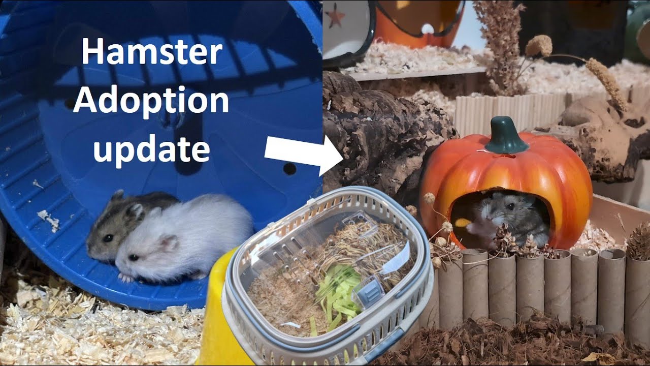 Hamster Adoption Update, first day, name 🥰 - YouTube