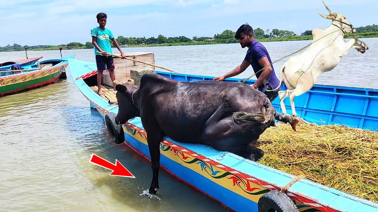 Cow unloading at very popular village cattle market । Cow unloading ...