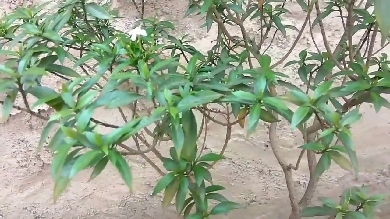 How to grow chandani in pot care and tips - YouTube