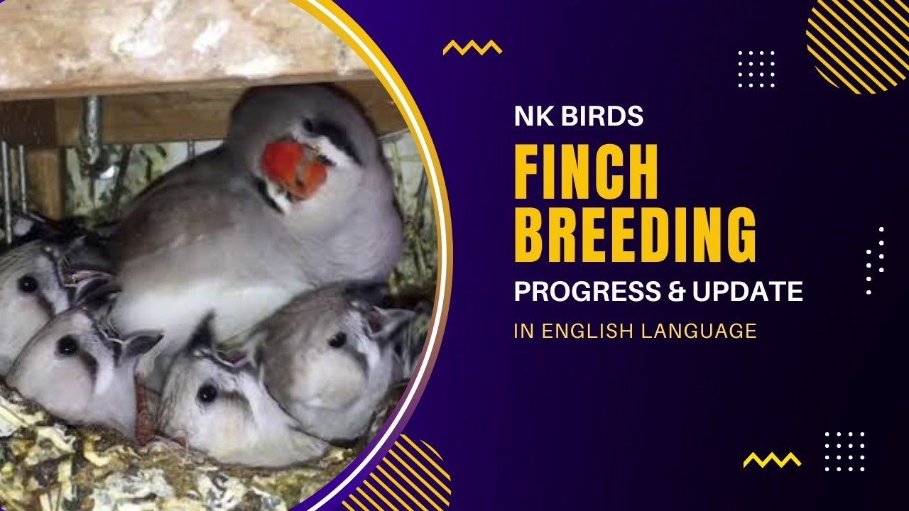 Finch Colony Breeding Progress || Finch Avery Update - YouTube