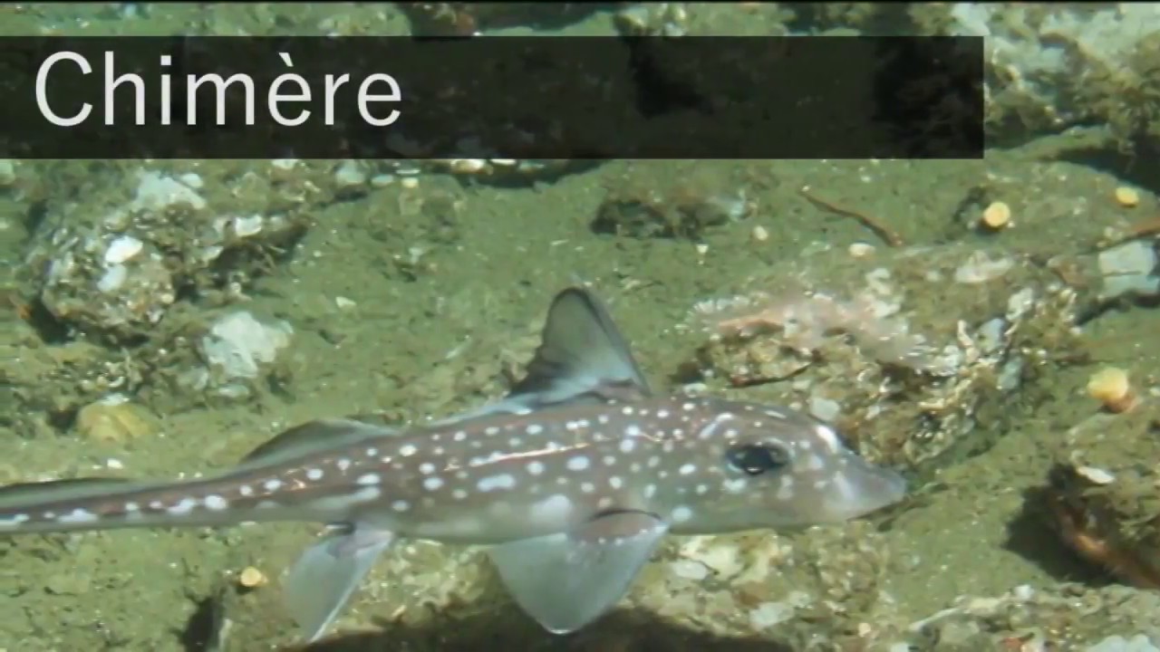 Le poissons les plus venimeux du monde, les plus dangereus ou toxiques ...