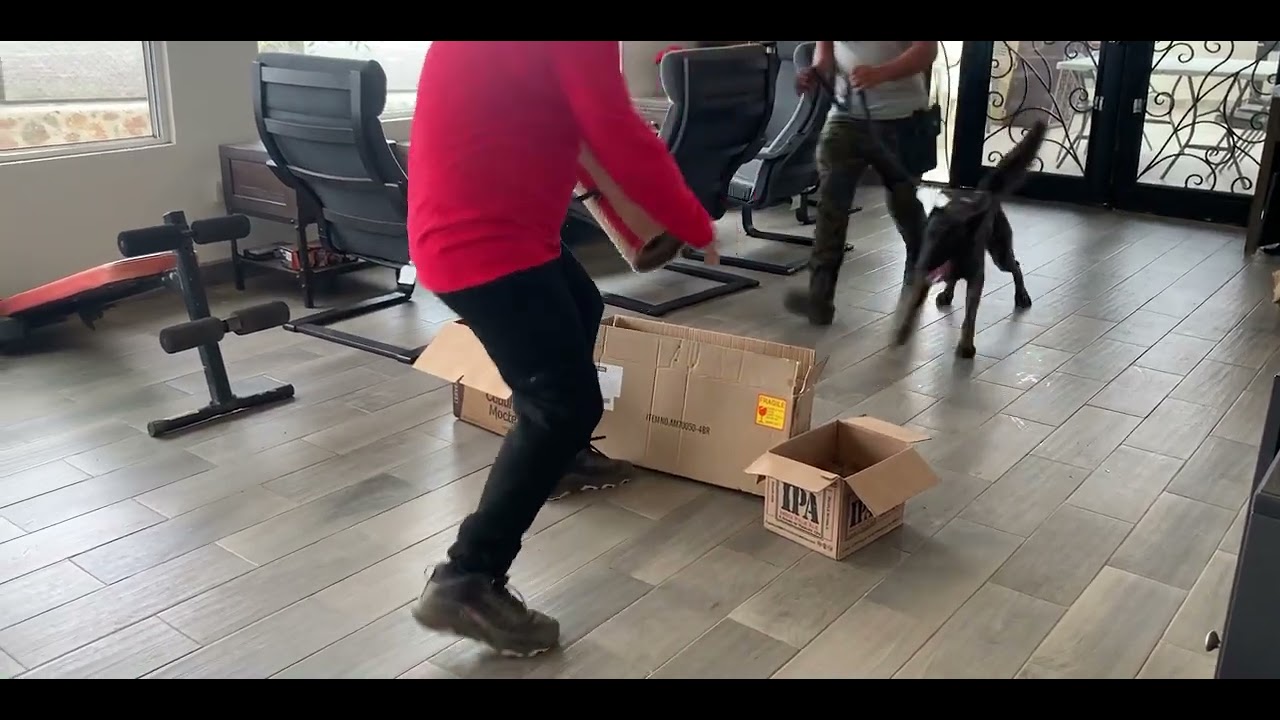 Troy Dutch Shepard - YouTube