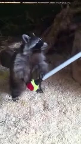 Raccoon Target Training - YouTube