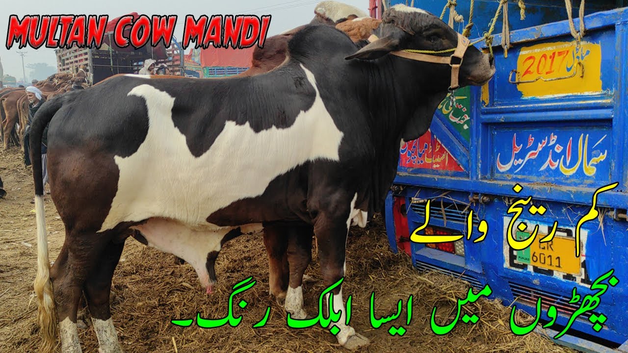 Choti Or Bari Range Kay Janwer Aik Hi Video Main Dekhny Ko Milay Gain ...