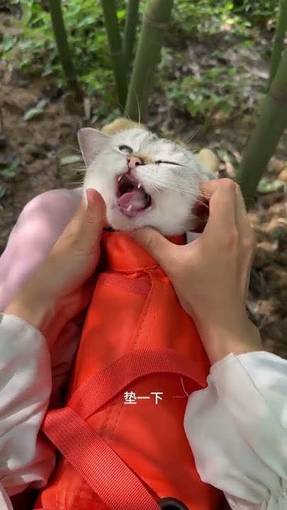 又是斗智斗勇的一天 五种类型猫咪找对方法喂驱虫药 包吃的科学养猫 终南山喵山居日常 小猫治愈世界 萌宠出道计划 海乐妙 Youtube