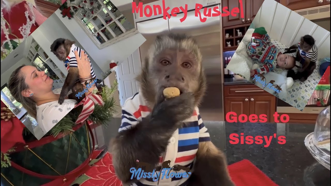 Monkey Russel goes to Sissy’s house to see baby Easton ️ ️ ️ ️ - YouTube