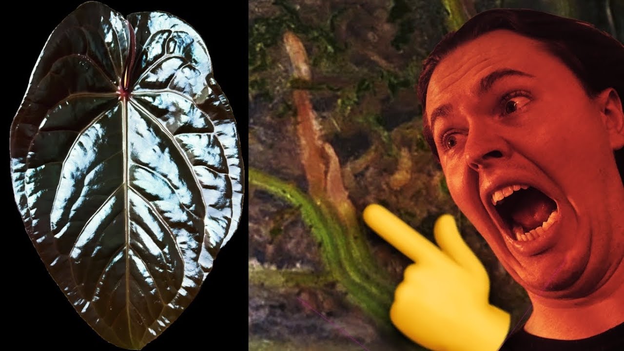 Do This When Your Plant Roots Get Dry Rot - YouTube