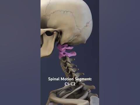 Spinal Motion Segment: C1-C2 - YouTube