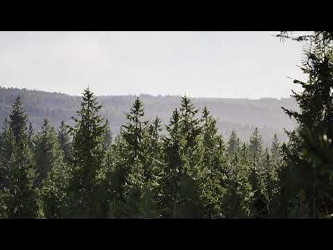 Unreal Engine 5 - Taking a walk in a large procedurally generated forest - YouTube