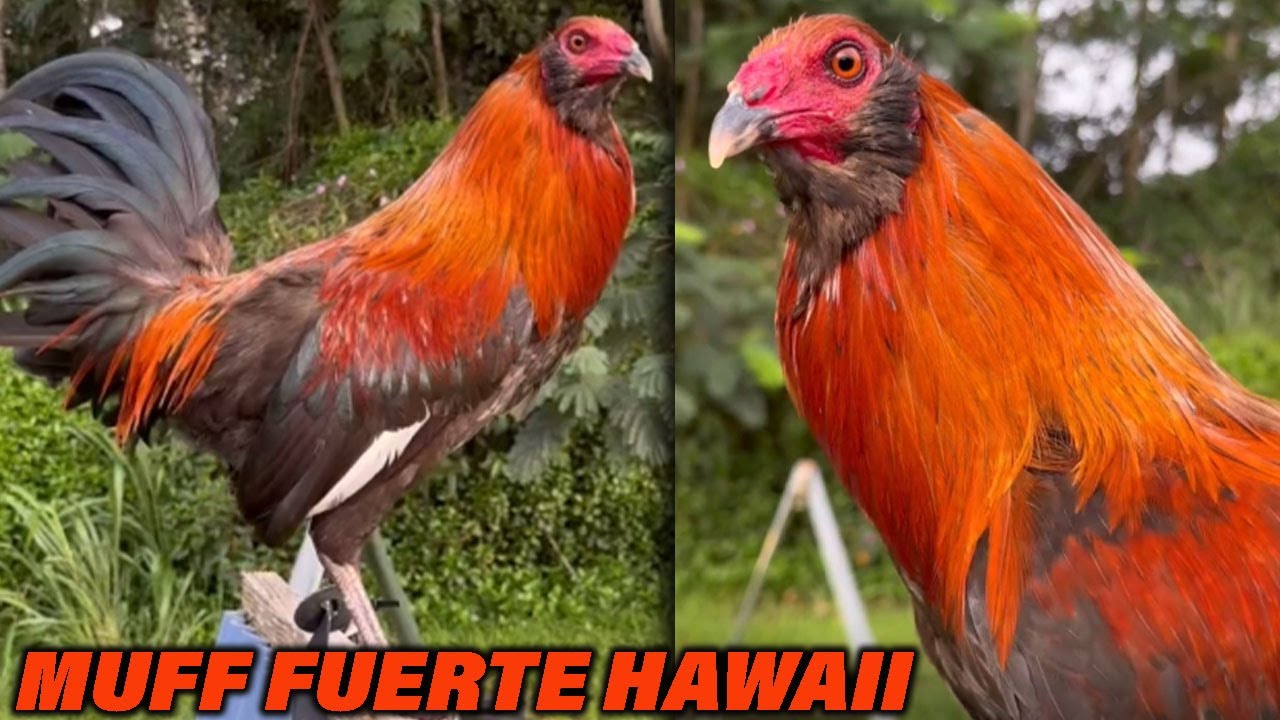 Muff Bulik Hawaii Beautiful Birds Fuerte Farm - YouTube