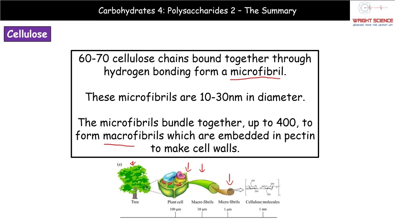 A Level Biology - 2.1.4b - Polysaccharides 2 Summary - YouTube