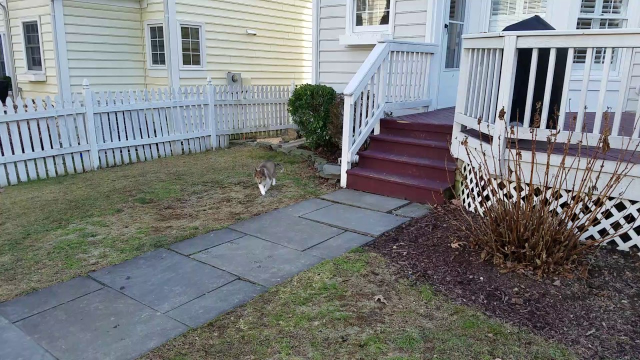 Zelda and the "Chase Me!" game - YouTube