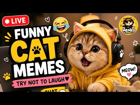 🐱 Funny Cat Memes LIVE 🤣 Non-Stop Fun & Laughs