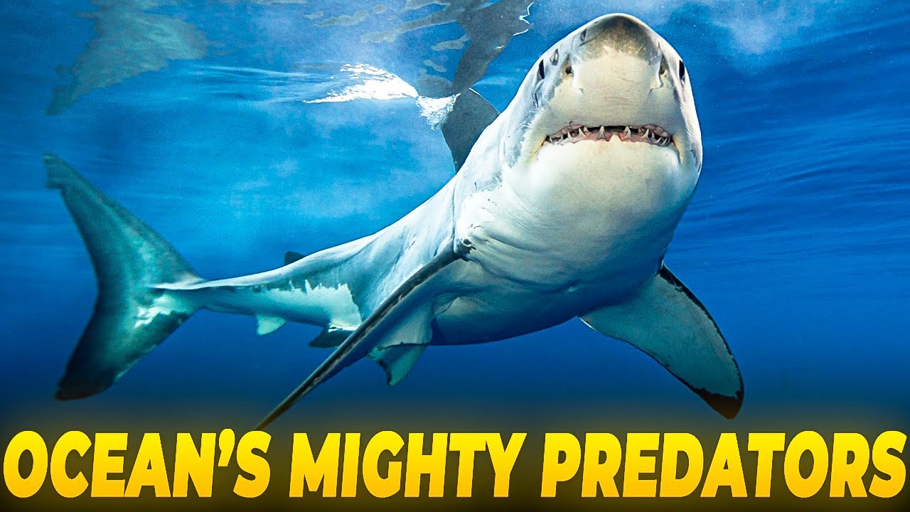 SHARKS, THE OCEANS MIGHTY PREDATORS - YouTube