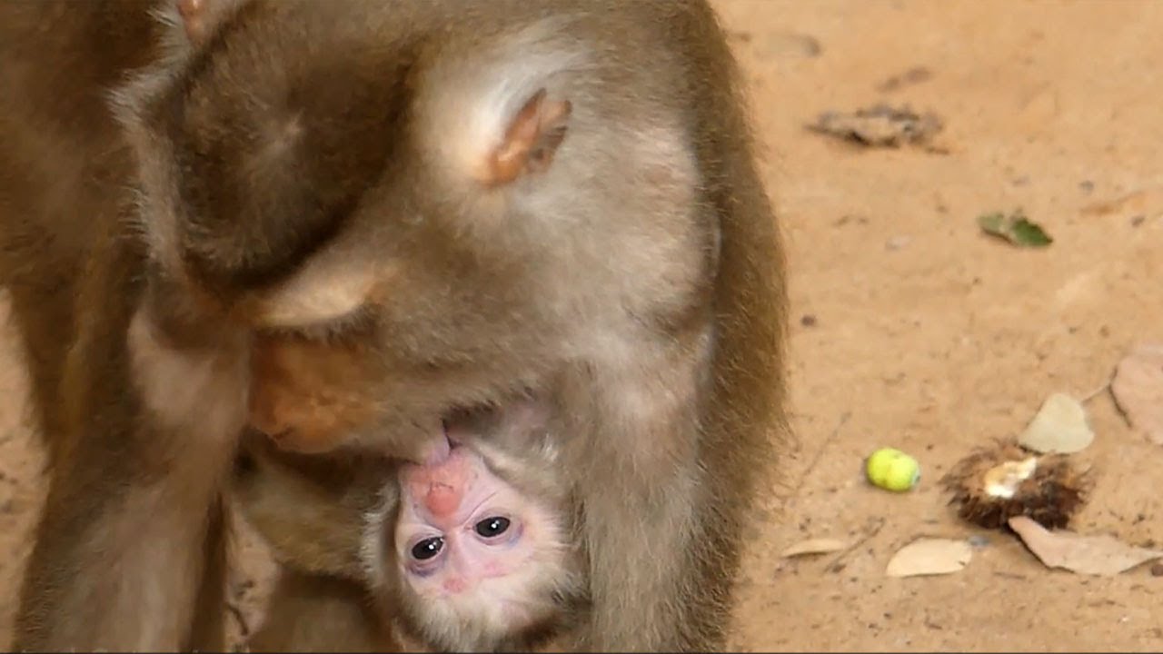 Libby Start To Training Her Newborn Monkey To Cling Up. - YouTube