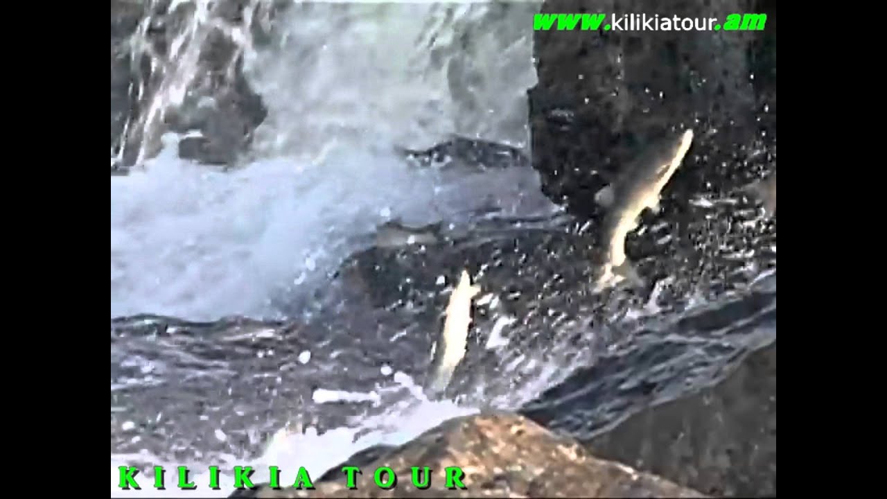 ՎԱՆԱ ԼՃԻ ՁՈՒԿԸ, ՎԱՆԱ ՏԱՌԵԽ. Lake Van fish - YouTube