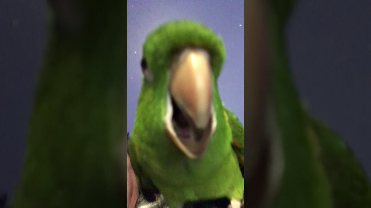 LAUGHING PARROT!!! XD 99.999% will laugh - YouTube