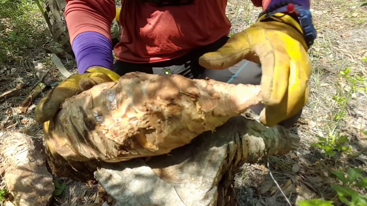 Scouting Fatwood Stump Adventures Vol 27 (Part 2) Cutting A Fatwood ...