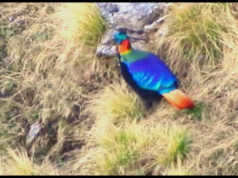 Himalayan Monal (Male) Bird - 4 - YouTube