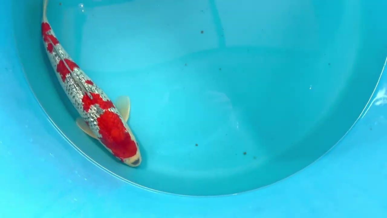 GR Goshiki | Coastal koi