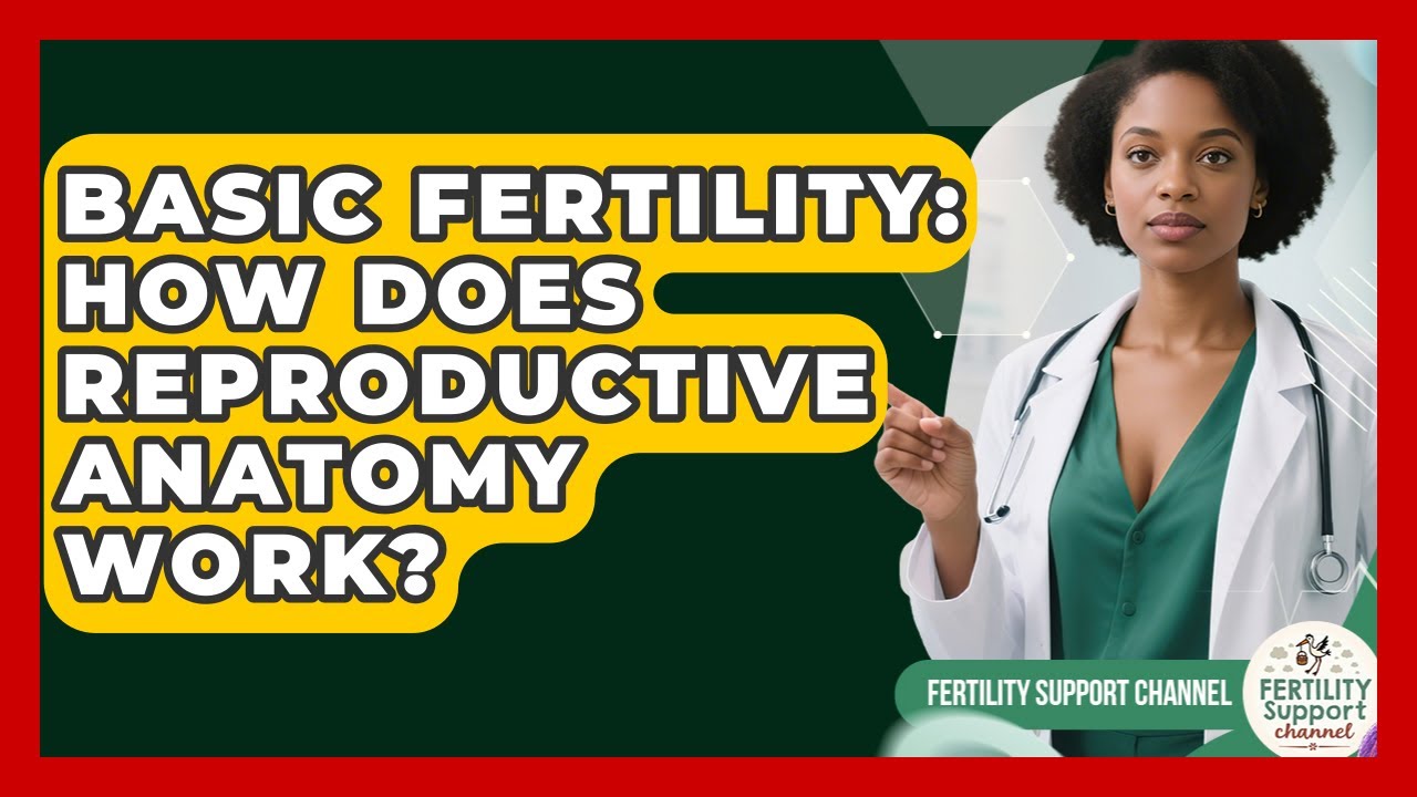 Basic Fertility: How Does Reproductive Anatomy Work? - Fertility ...