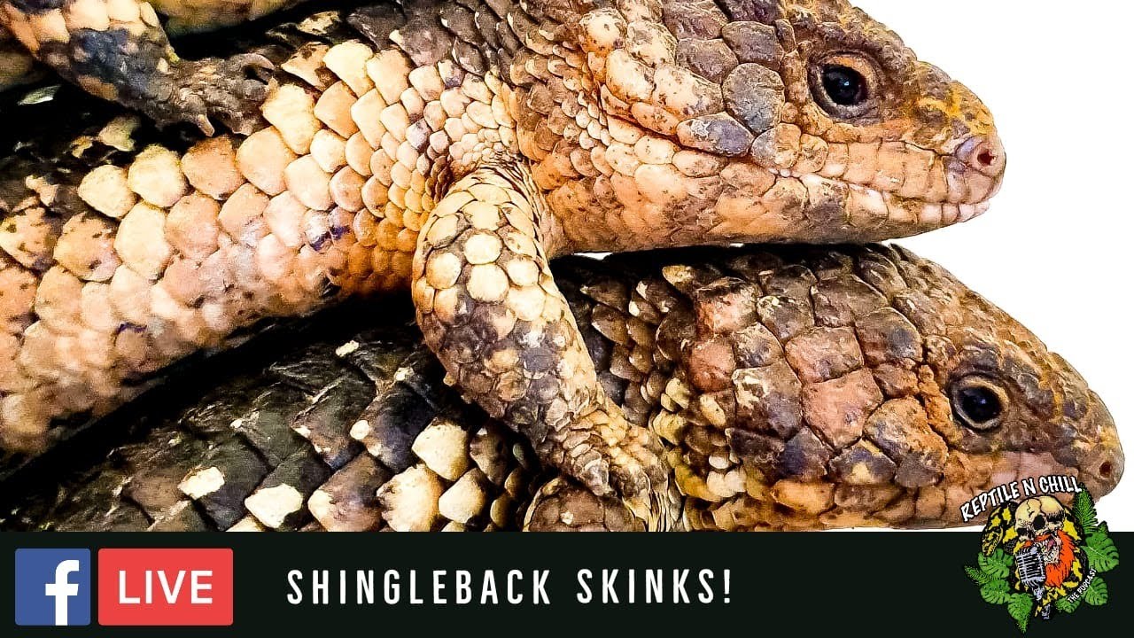 LIVESTREAM#15 Shingleback skinks with Mark Patrick - YouTube