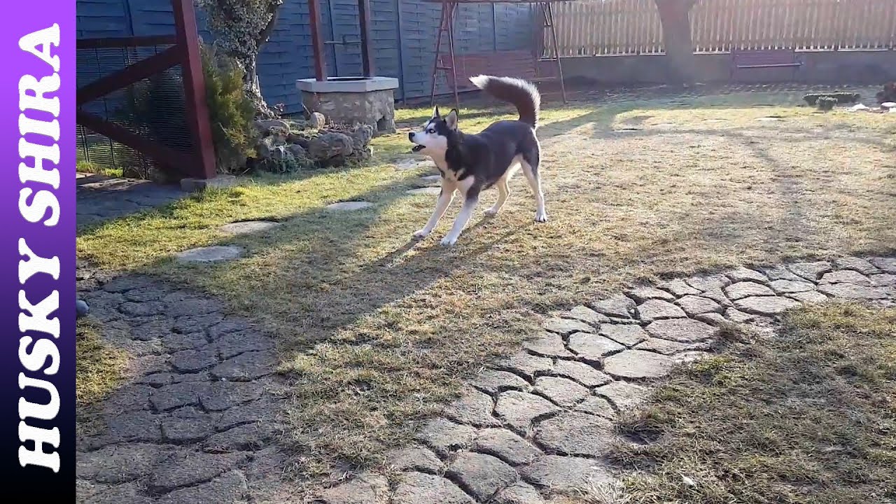 Hyper Husky's Most Favourite Game Ever - YouTube