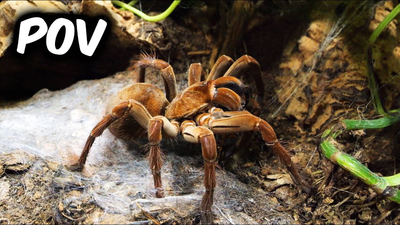 POV: When you are a Tarantula Keeper - YouTube