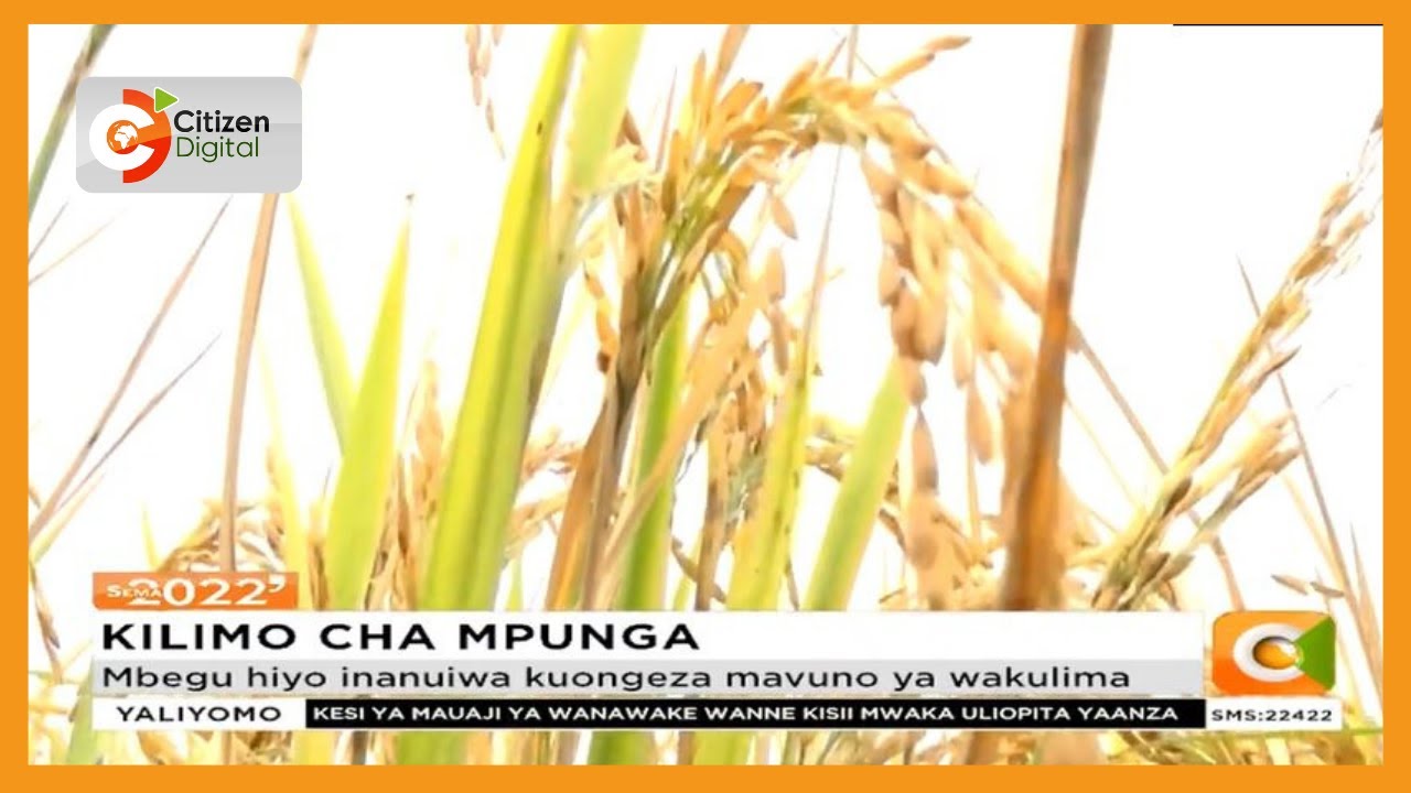 Wakulima Kirinyaga wapata mbegu mpya ya mpunga - YouTube