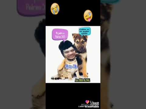 humillados de bigo live