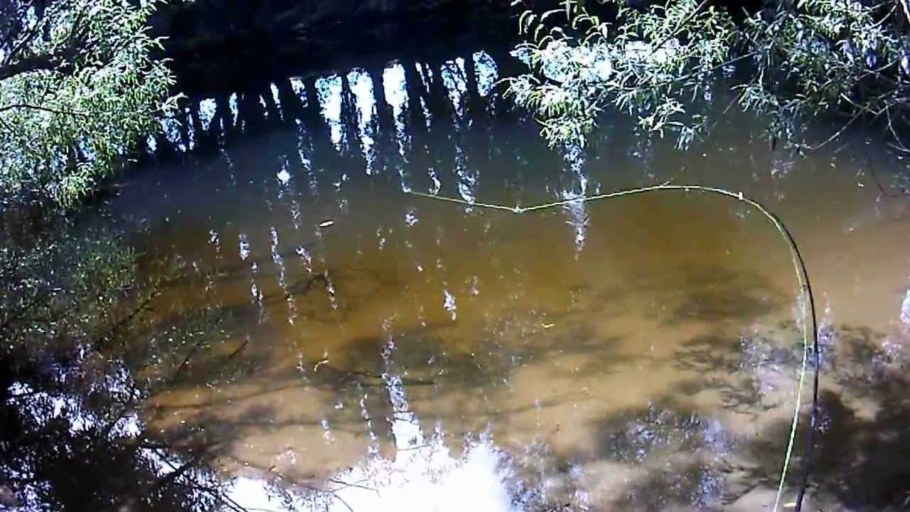 trout taking willow grub fly. - YouTube