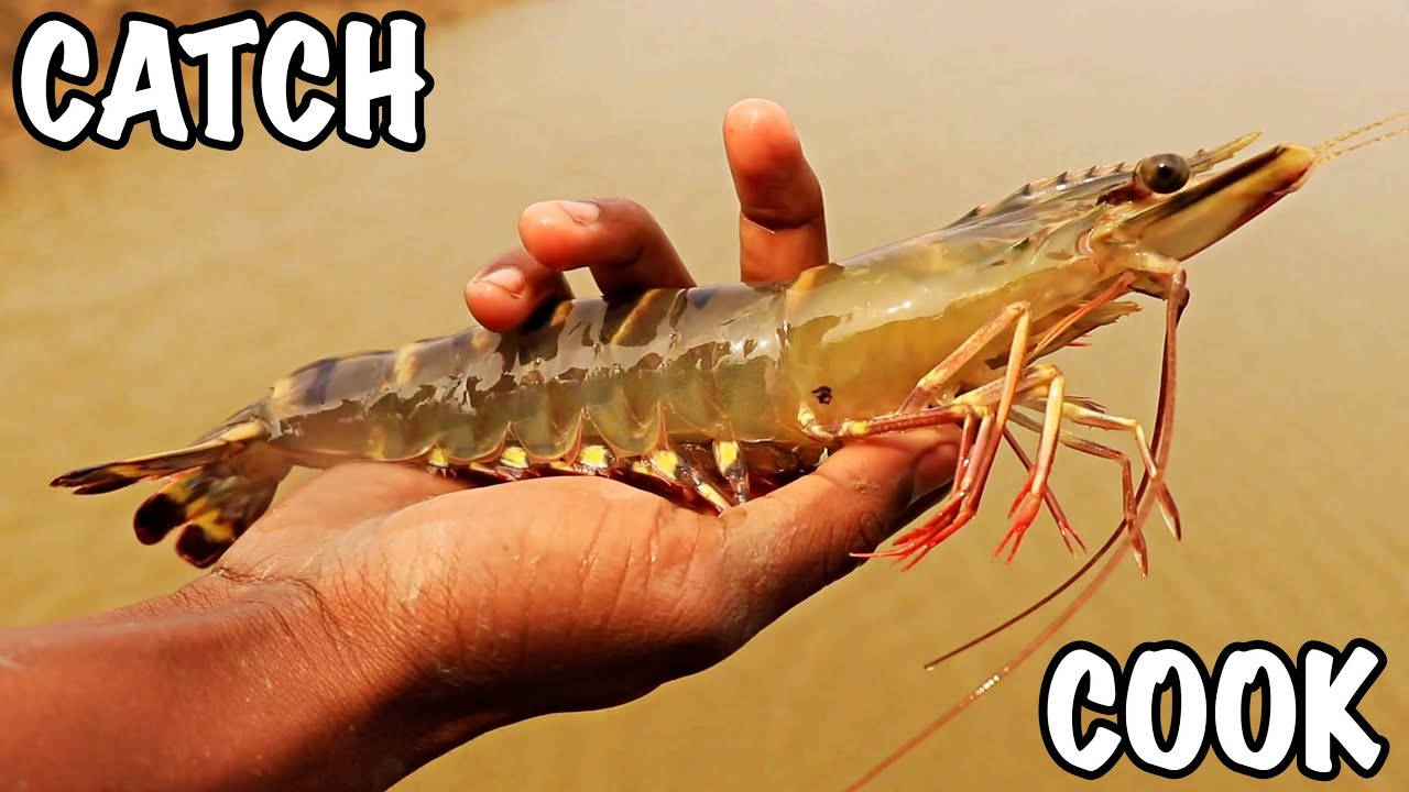 CATCHING FRESH PRAWNS COOKING WITH POTATOES - YouTube