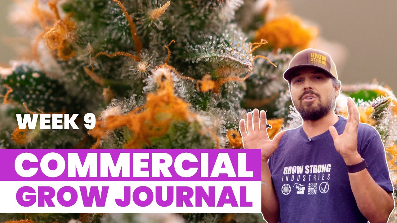 Commercial Grow Journal #3: Week 9 Testing the Best Grow Lights 10/10 ...