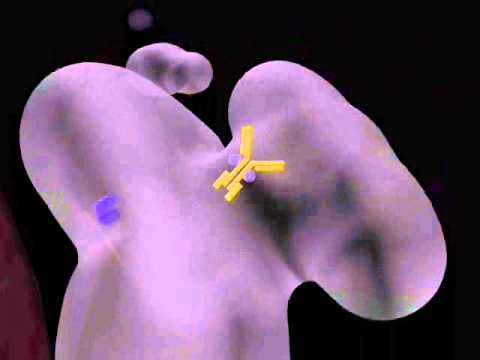 Production of antigen receptors - Immunology - YouTube